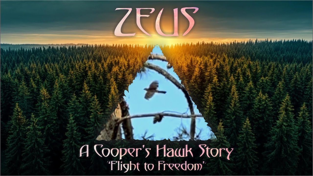 "Zeus" A Cooper's Hawk Story - YouTube