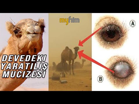 Devedeki Yaradılış Mucizesi