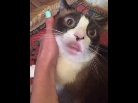 Numa numa cat:) - YouTube