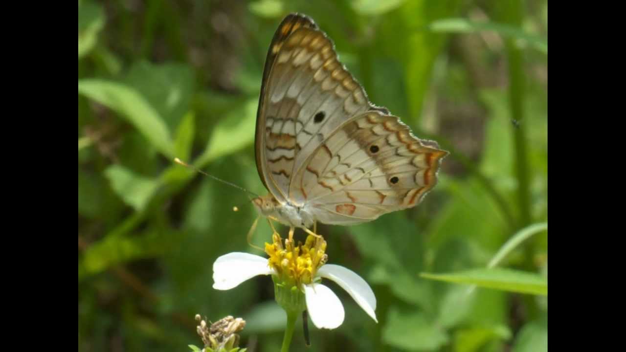 Flora and Fauna in Cuba - YouTube