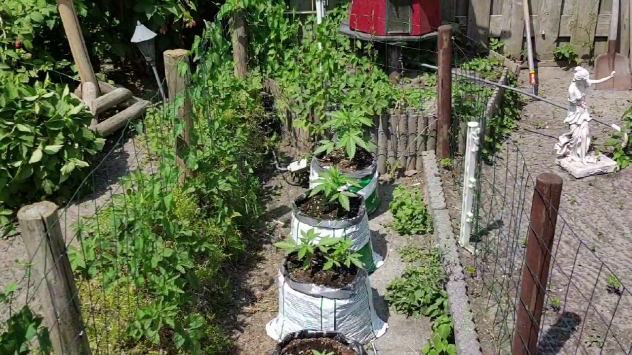 Outdoor grow of autoflowers 1 week timelapse - YouTube