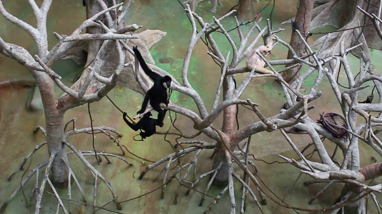 Ever seen a monkey mess with an otter? - YouTube