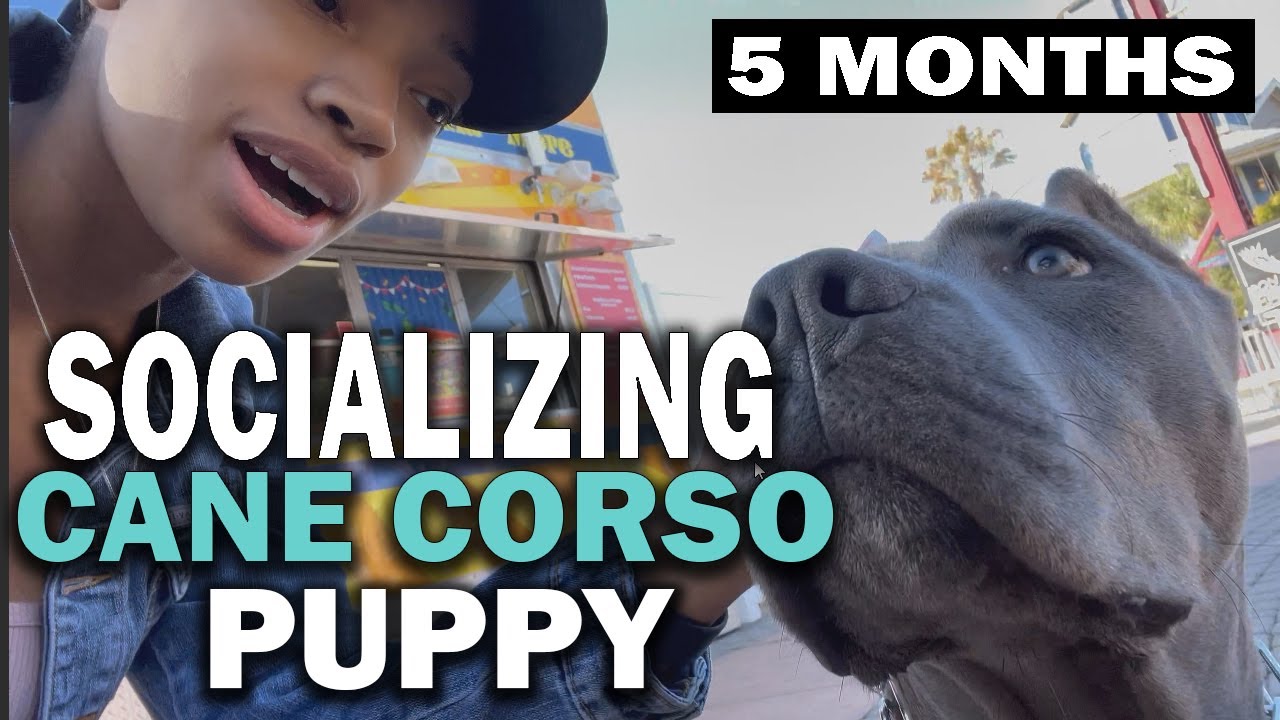 Cane Corso Socialization At 5 Months #canecorso #dog - YouTube