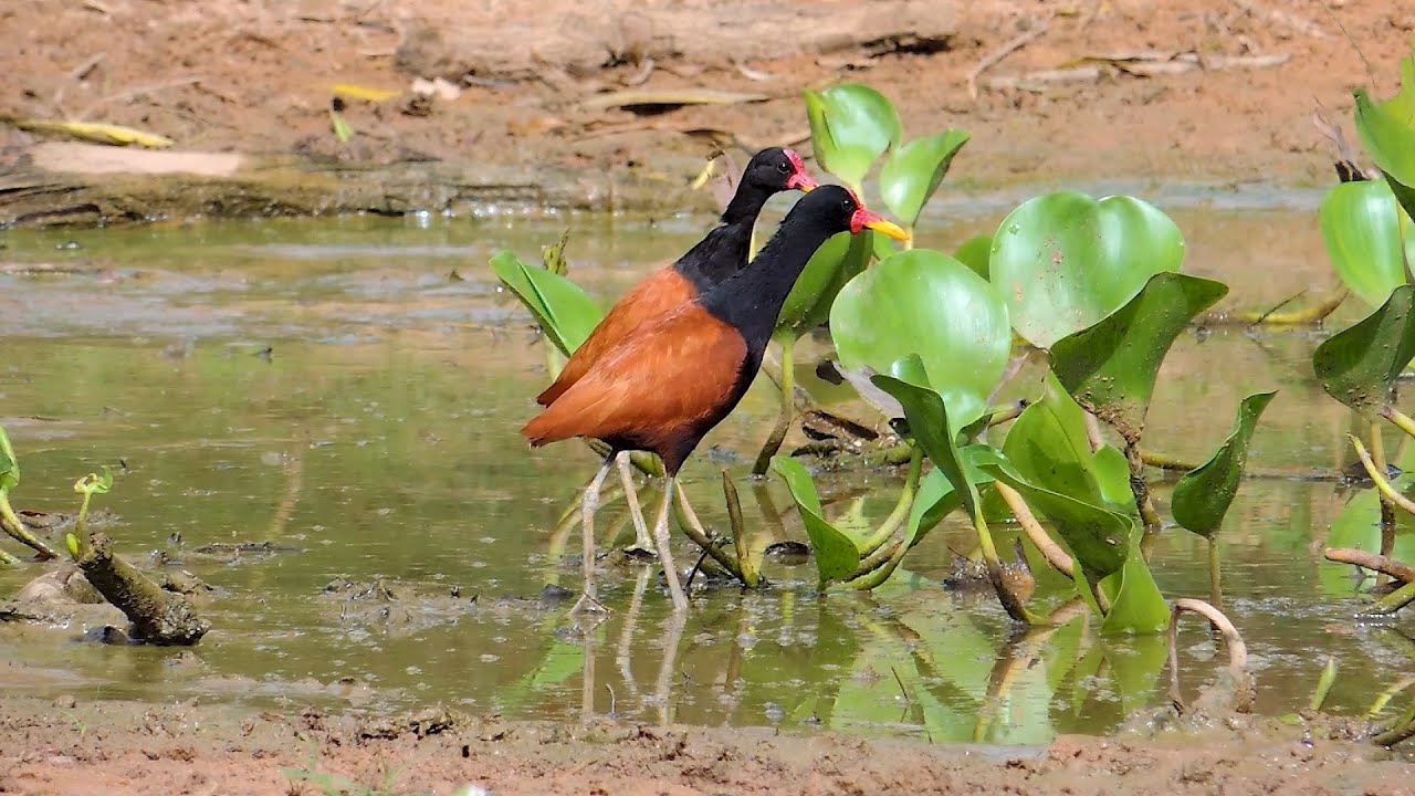 WATTLED JACANA double, food hunting (JACANA JACANA), JAÇANÃ, Birds of ...