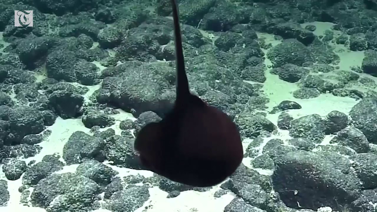 Rare gulper eel wows scientists - YouTube