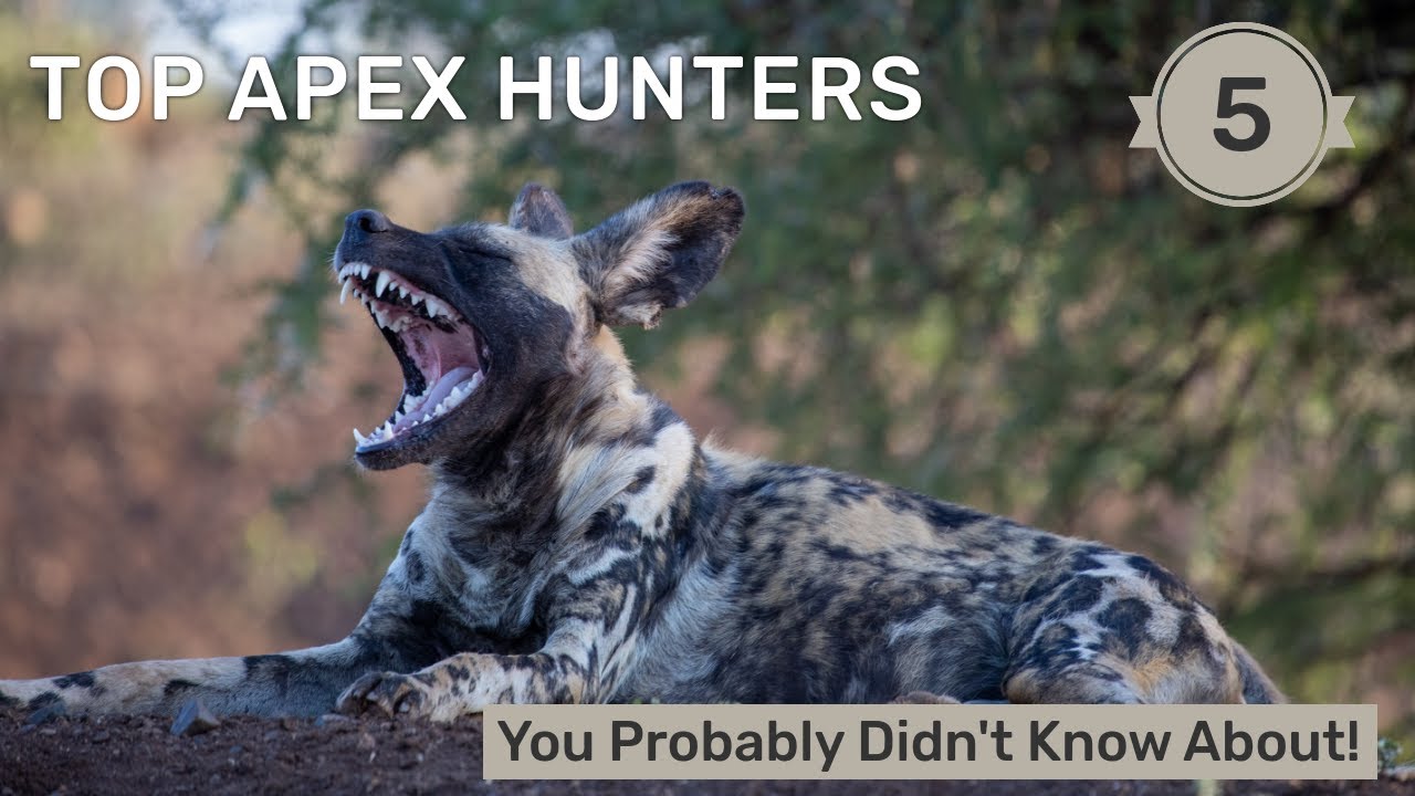 Secret Predators: Five Apex Hunters You Probably Didn't Know About ...