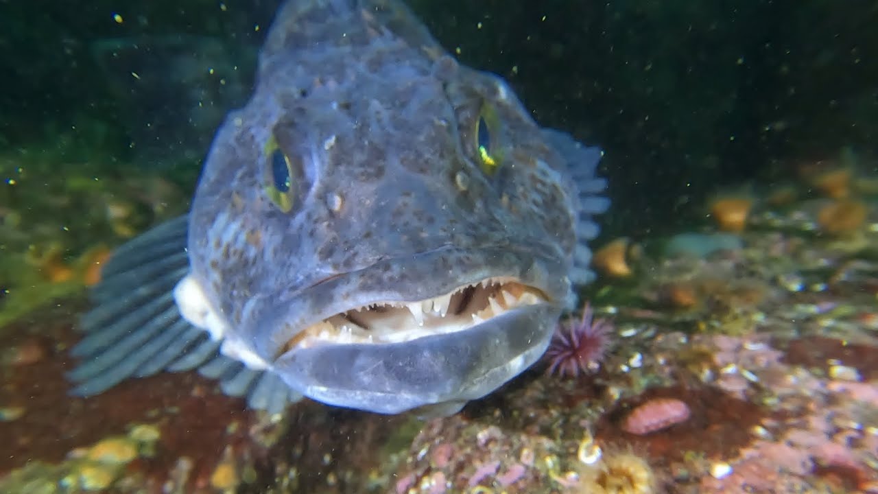 Lingcod in Monterey Bay - YouTube
