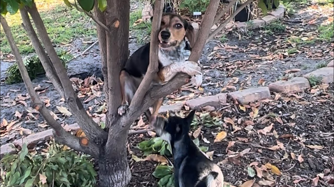 Hound dog climbs tree to get squirrel - YouTube