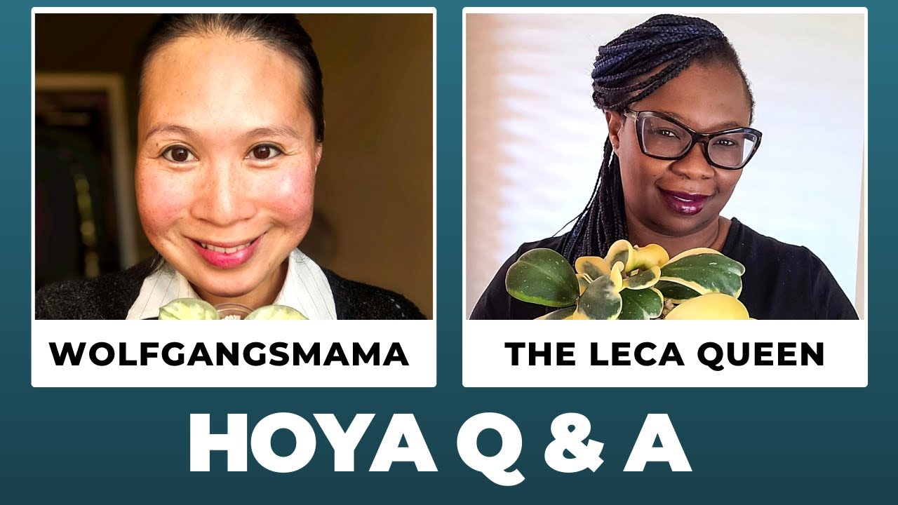 Hoya Q&A: Insights from Wolfgangsmama & The Leca Queen - YouTube