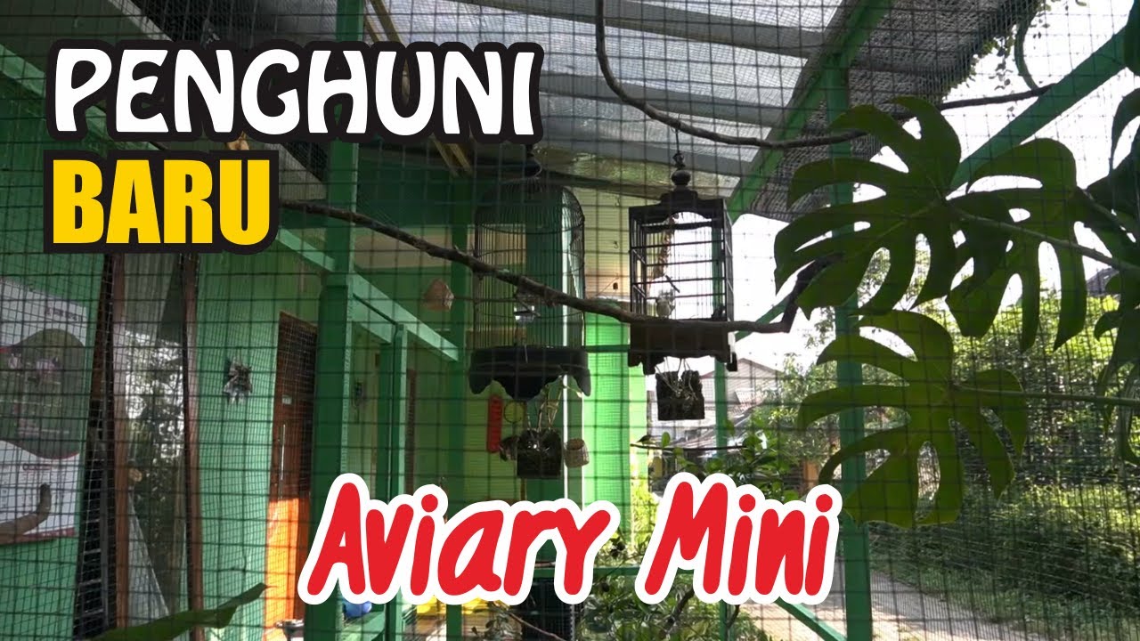 (Eps.83) Tambah Burung Baru di Aviary Mini Depan Rumah - YouTube