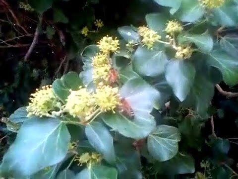 Μέλισσες στην Ανθοφορία του Κισσού - YouTube