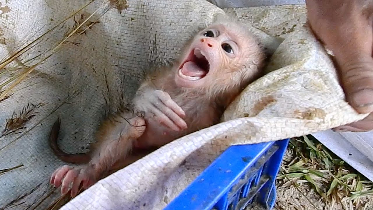 A Villager Asked Mom & Dad To Adopt The Skinny Orphan. - YouTube