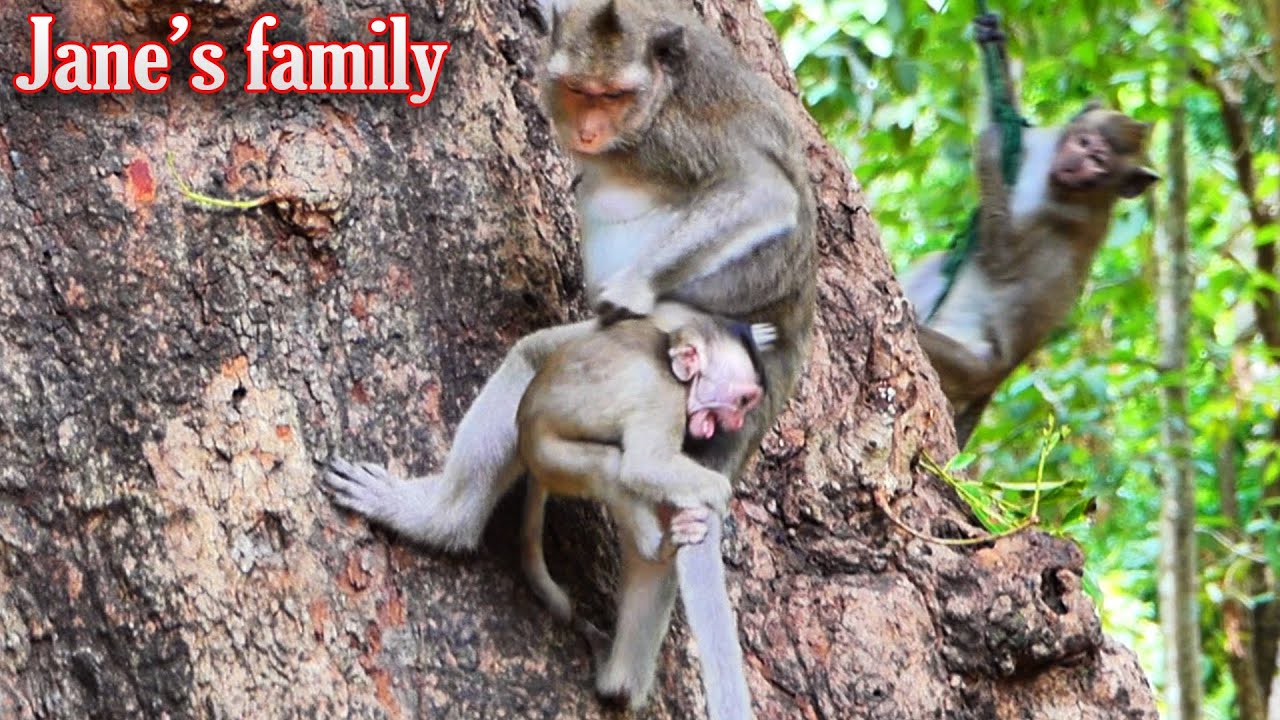 Update Jane's family! Jaren nott consistent with mom d_enyy clinging ...