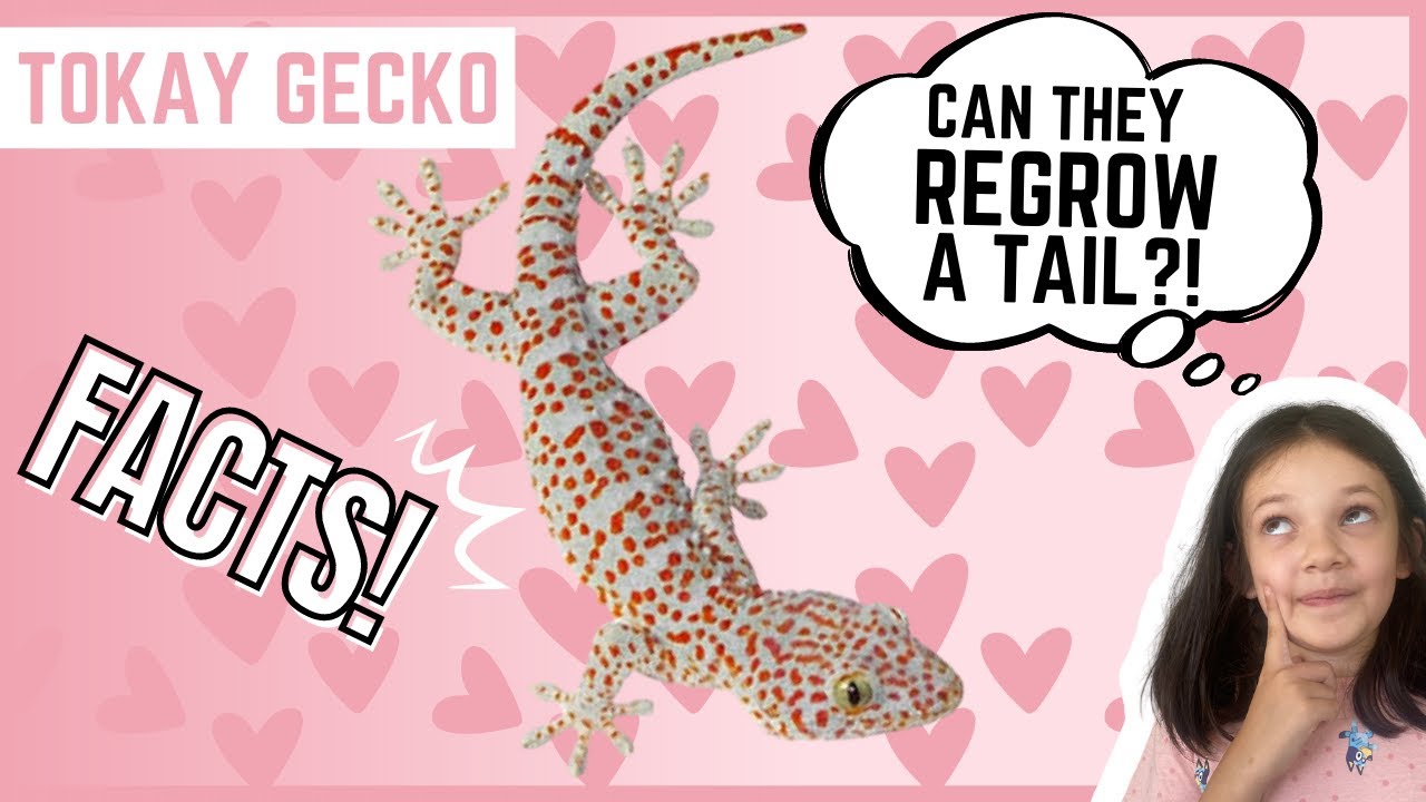 TOKAY GECKO | Animal Fun Facts | (For Kids) - YouTube
