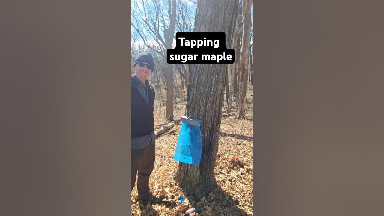 Tapping Sugar Maple - YouTube
