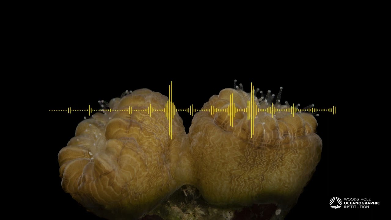 Listening for home: How corals use sound to build reefs - YouTube