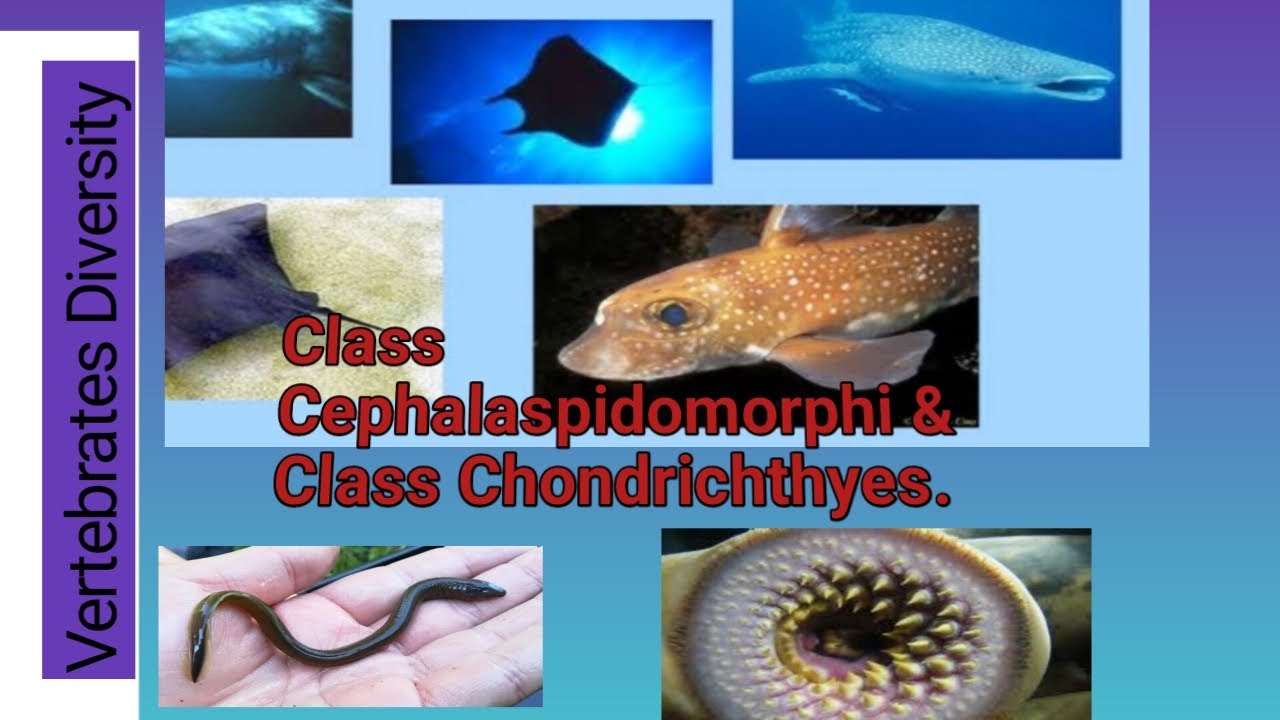 Class Cephalaspidomorphi &Class Chondrichthyes - YouTube