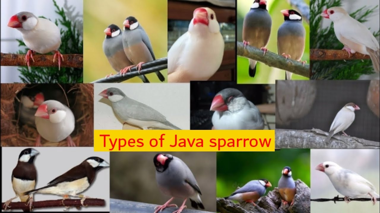 Top 10 Java Finch Varieties Java Finch Mutations Types Of Java Rice ... Top 10 Java Finch Varieties Java Finch Mutations Types Of Java Rice ...