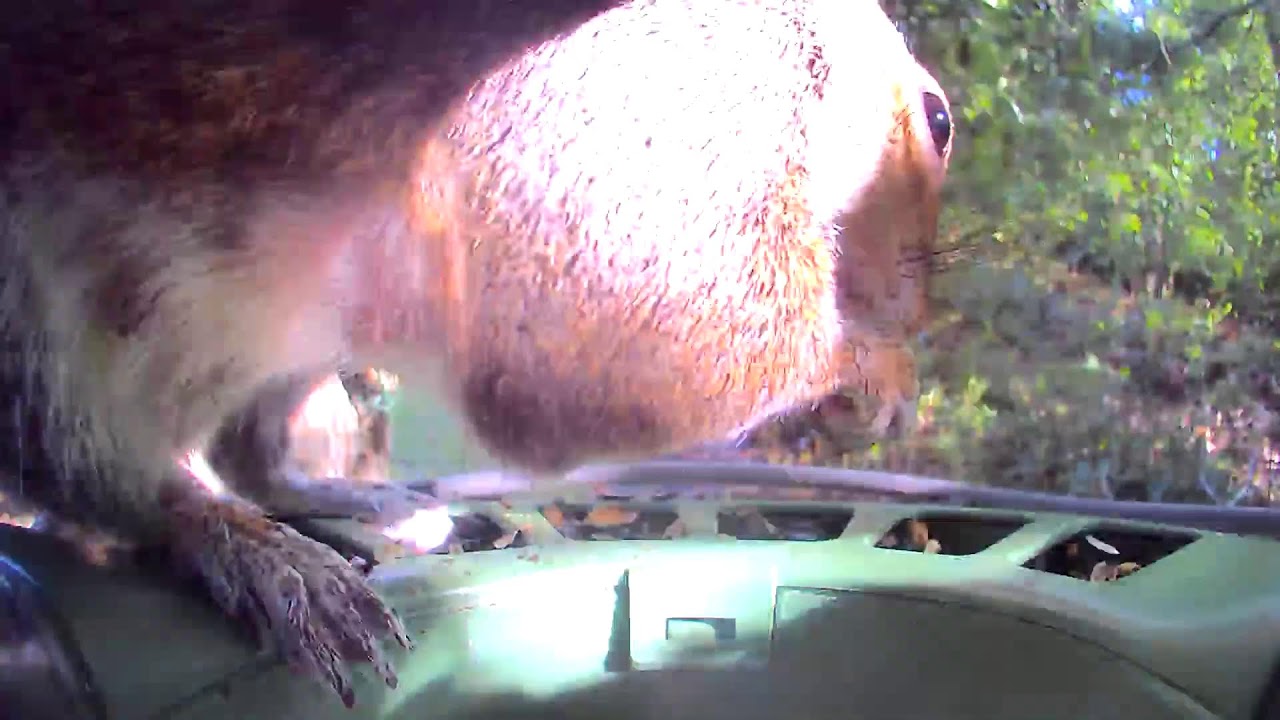Birds gone NUTZ! - YouTube
