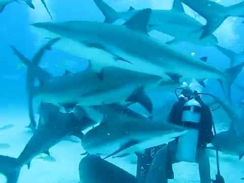 Shark Attack - Scuba diving - YouTube