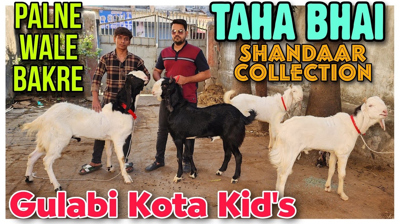 Gulabi Kota Goat Kid's In Bhiwandi TAHA BHAI | Palne Wale Bakre ...