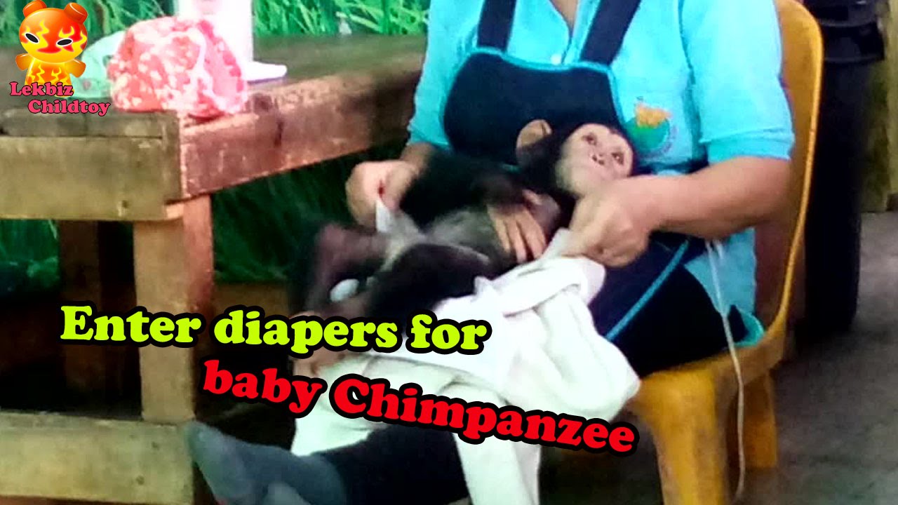 Enter diapers for baby Chimpanzee @Samutprakarn Zoo - YouTube