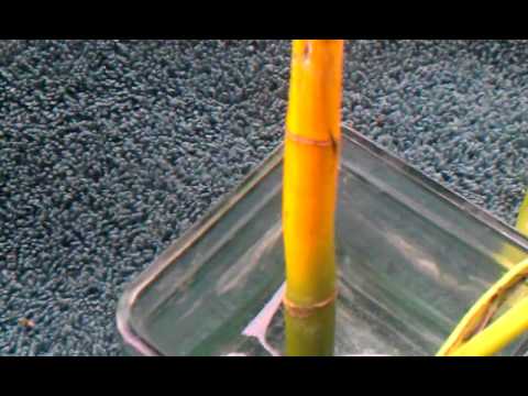 Dying Bamboo Plant :) - YouTube