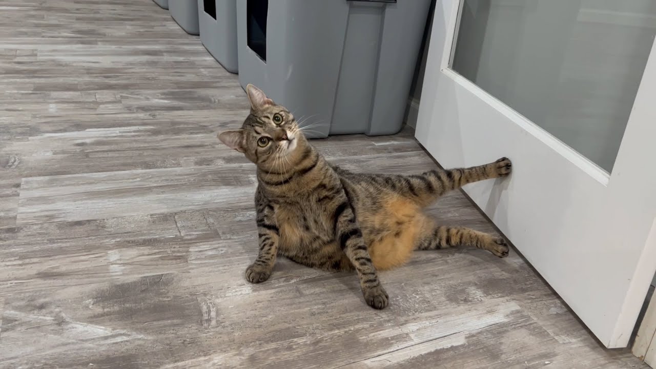 The cats wanted to pull down my pants - YouTube