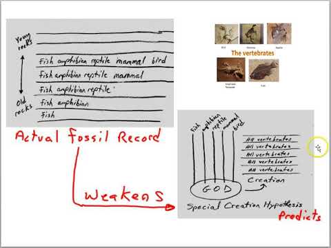 Darwin's evidence for species change: Fossils - YouTube
