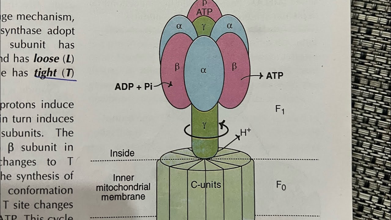 Rotary model for ATP synthesis | Easy explanation | Biochem satya - YouTube