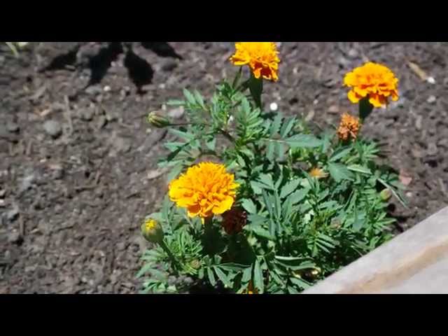 French Marigold Dwarf