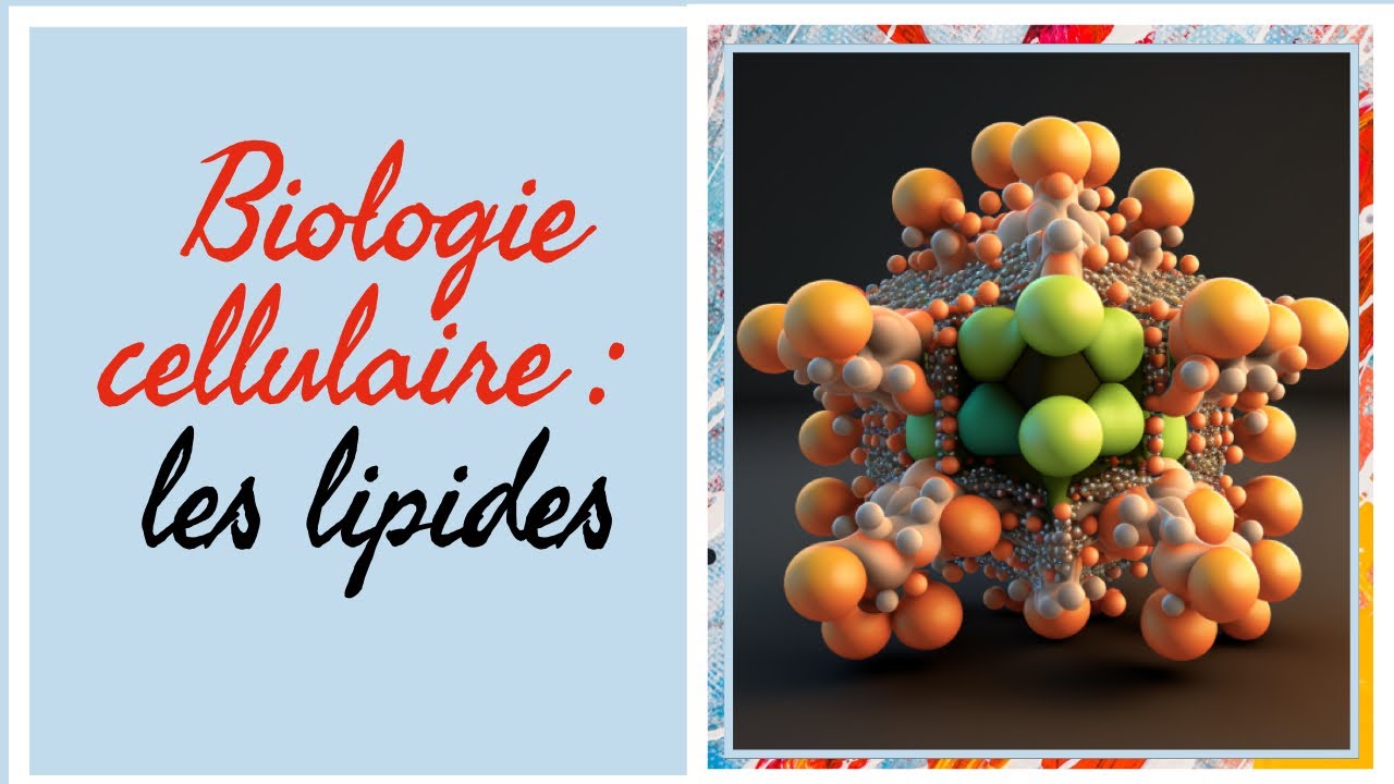 Composition chimique de la cellule: Molécules organiques; Lipides ...