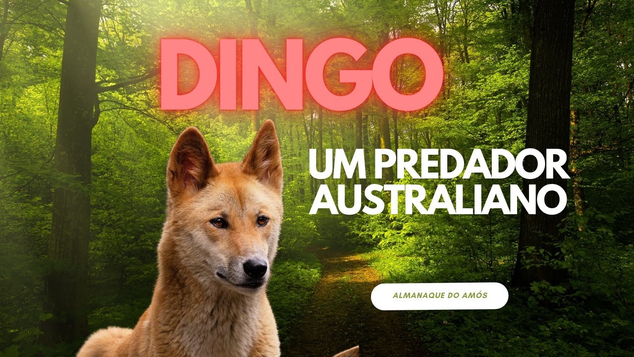Dingo, o maior predador terrestre da Austrália! - YouTube
