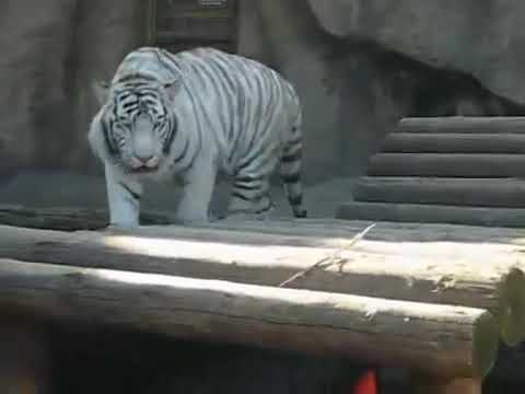 Arctic Tiger Meow - YouTube