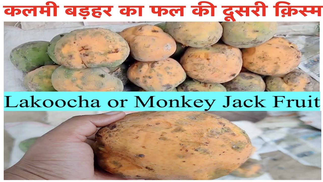Lakoocha or Monkey Jack Fruit, Badhar fruit - YouTube