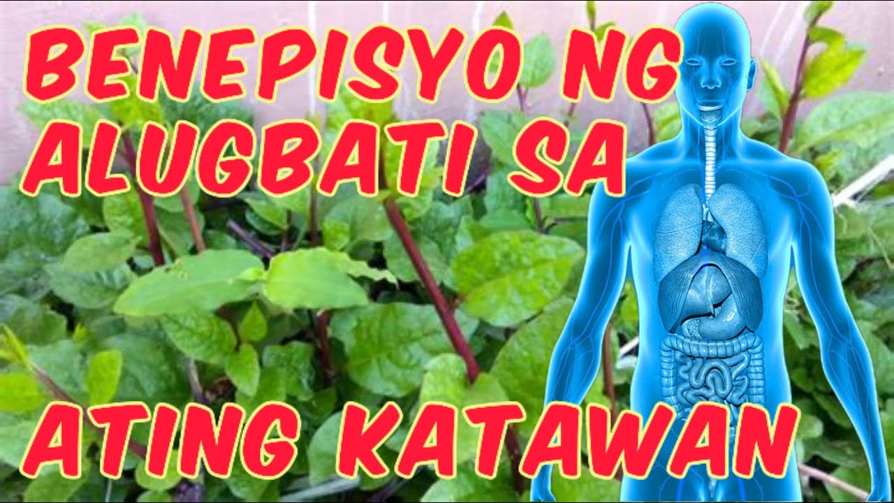 MGA BENEPISYO NG ALUGBATI SA ATING KATAWAN NA NGAYUN MO PALANG ...