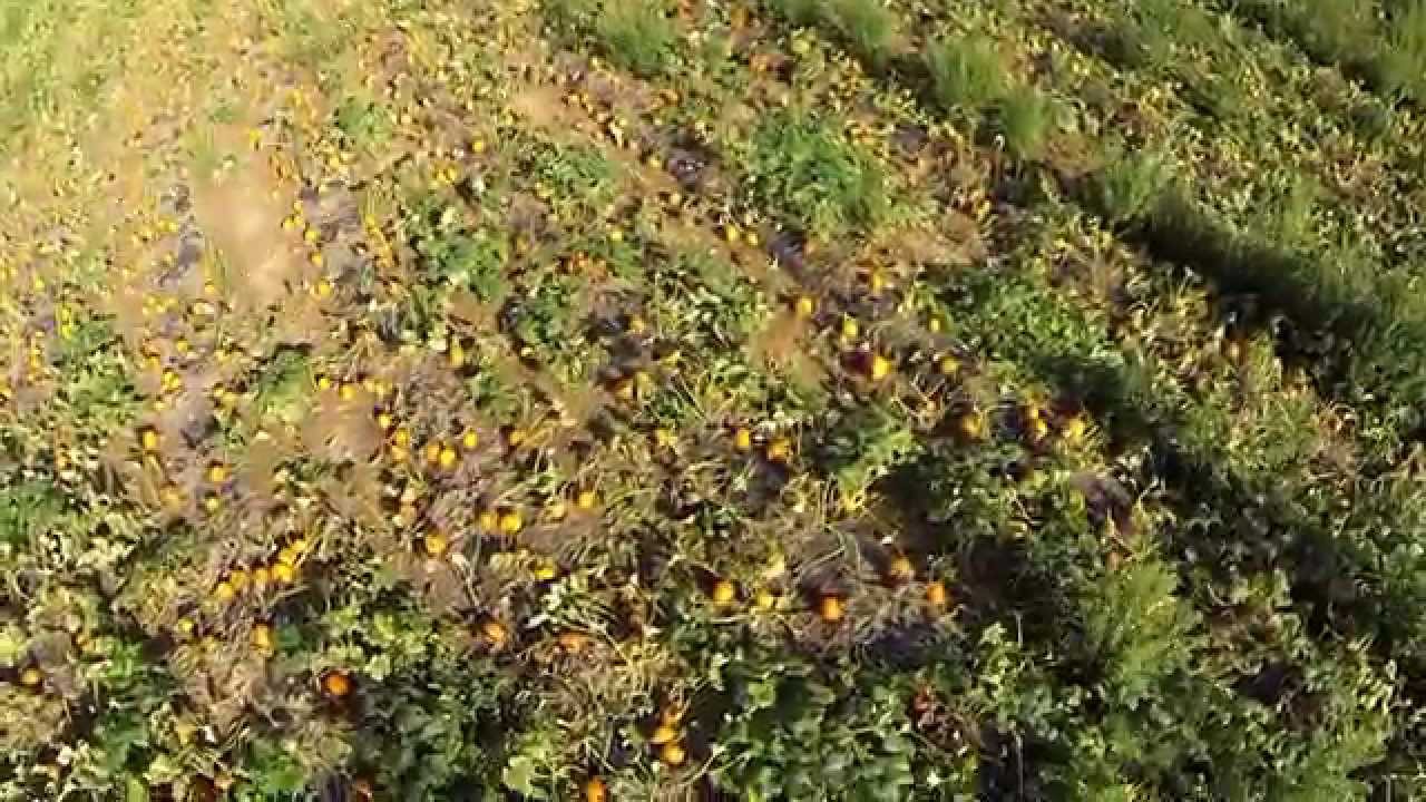 Aerial Views of Pumpkin Patch near Burnsville, NC - YouTube