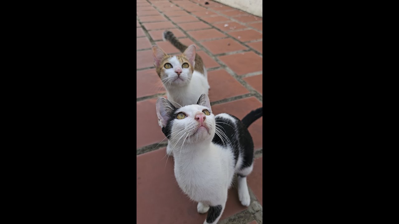 Compete for food and eat these 3 cats roast beef 🐈‍⬛🐈 - YouTube