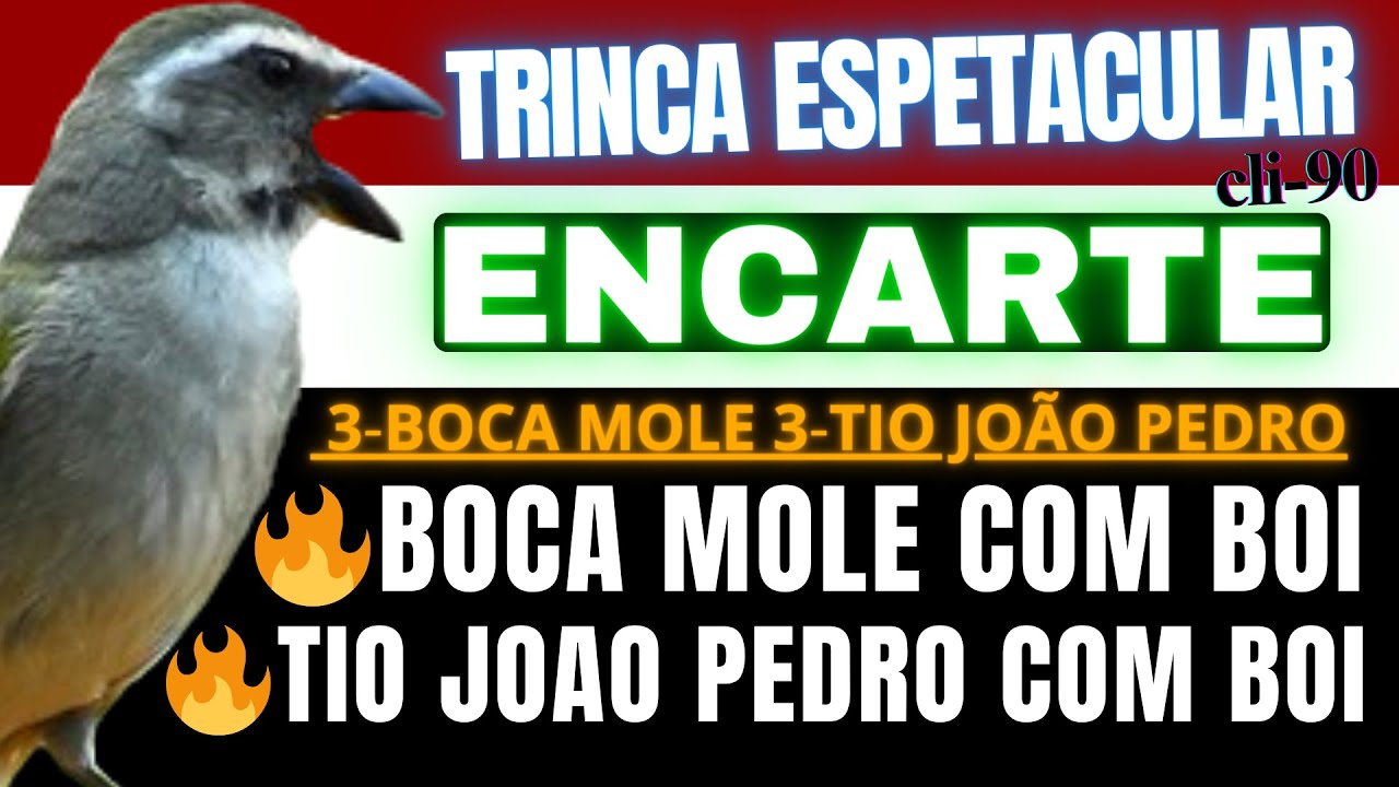 ENCARTE, TRINCA-FERRO 3-BOCA MOLE COM BOI 3-TIO JOAO PEDRO COM BOI # ...