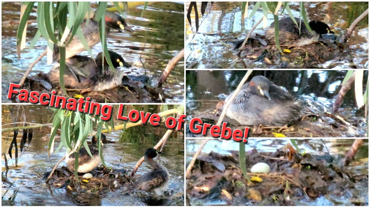 Beautiful wildlife: Fascinating Love & Care of Australian Grebe Ducks ...