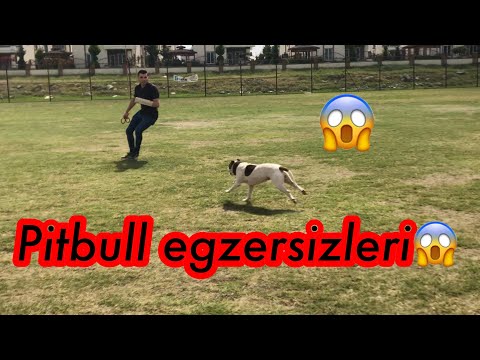 PİTBULL İLE SAHADA ZOR DAKİKALAR ! ( KÖPEĞİME NASIL EĞİTİM VEREBİLİRİM ? )