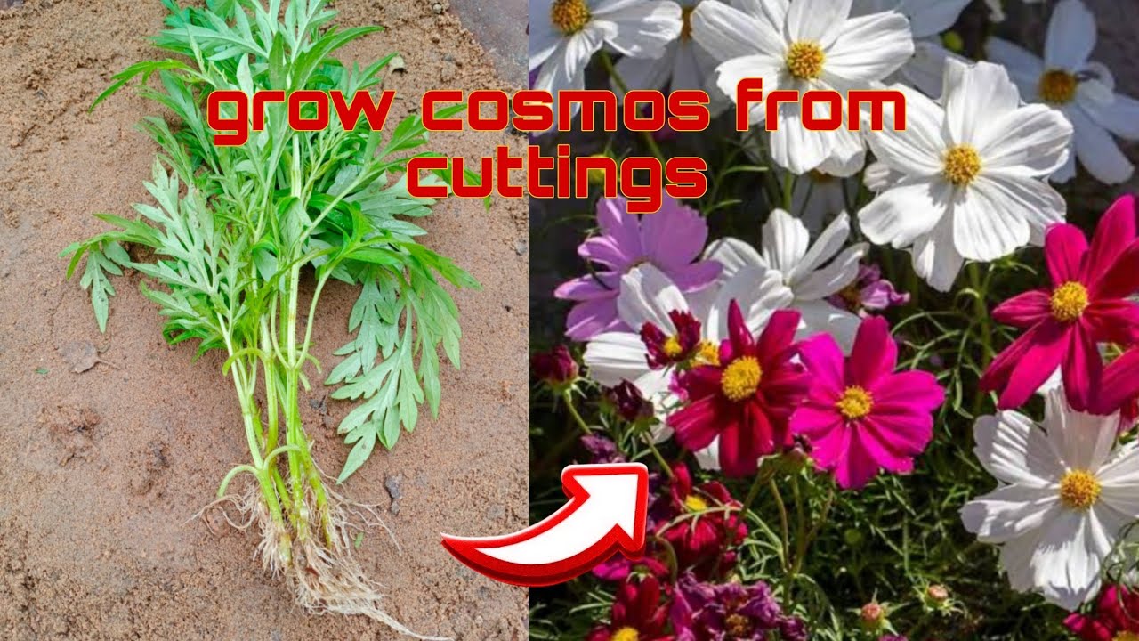 How to grow cosmos flower plant from cuttings easily grow 💯% - YouTube
