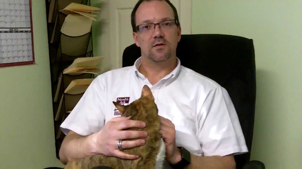 YouChoose On YouTube: Two Minutes With Todd Cramer/Noah's Ark Animal ...