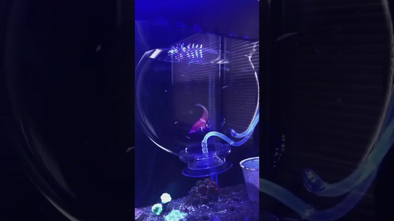 Catching A Wrasse Using TankMatez Hydraulic Bubble Fish Trap - YouTube