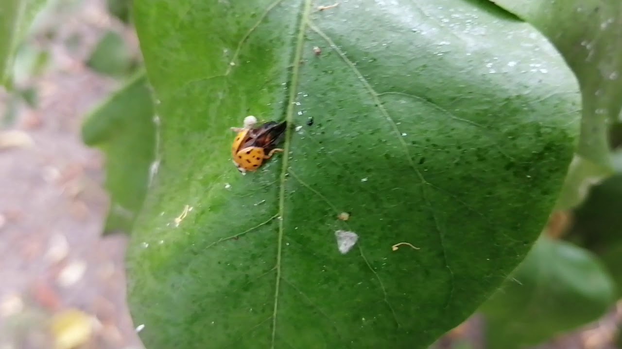 Orange ladybug with spreading wings/Оранжевая божья коровка - YouTube