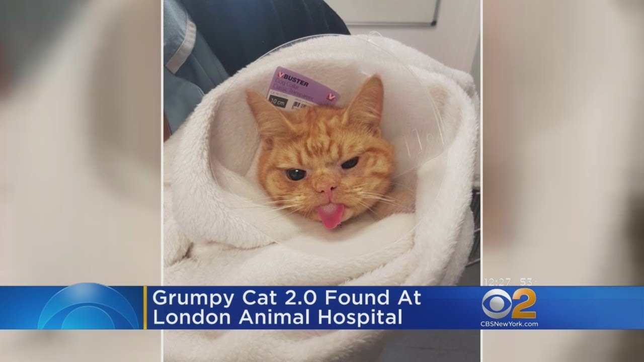Grumpy Cat 2.0 Found At Hospital - YouTube