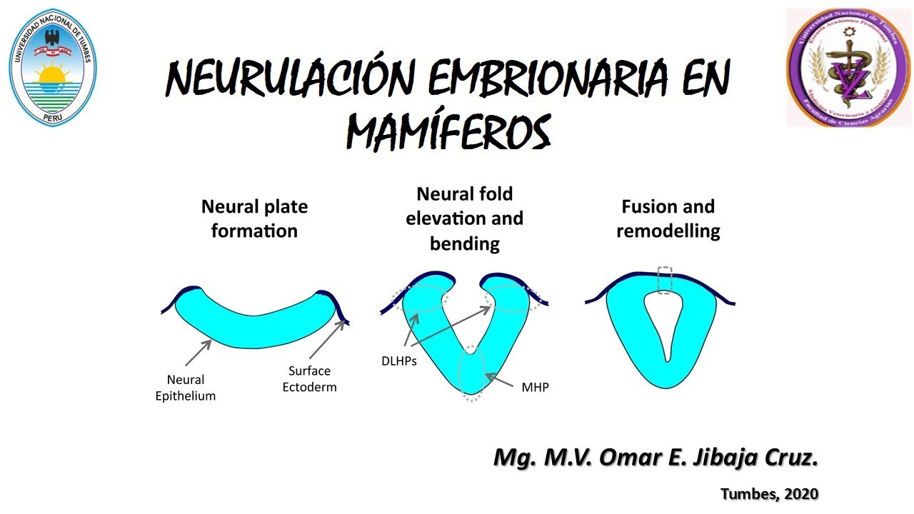 Clase 07 y 08 Neurulación y formaciones primitivas (Embriología 2020 ...