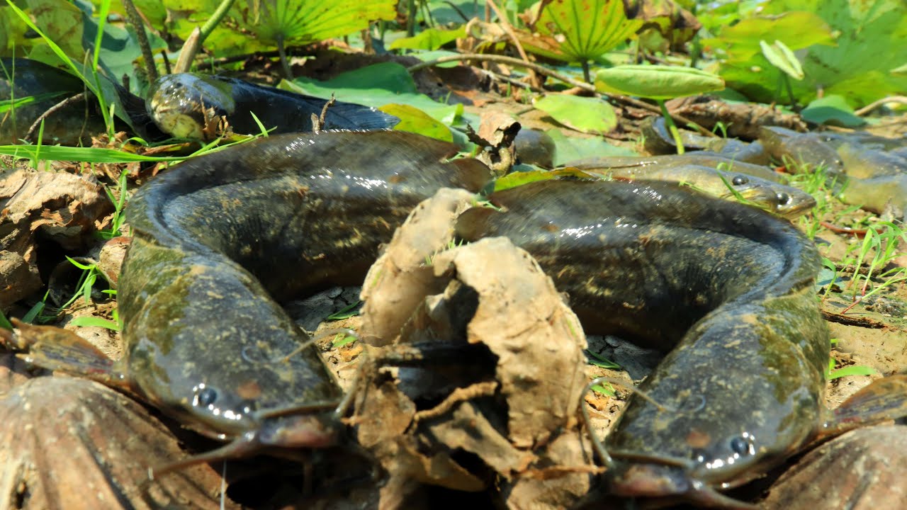 Incredible! Viral Fishing 2021 - Found n Catch Many Catfish & Murrel ...