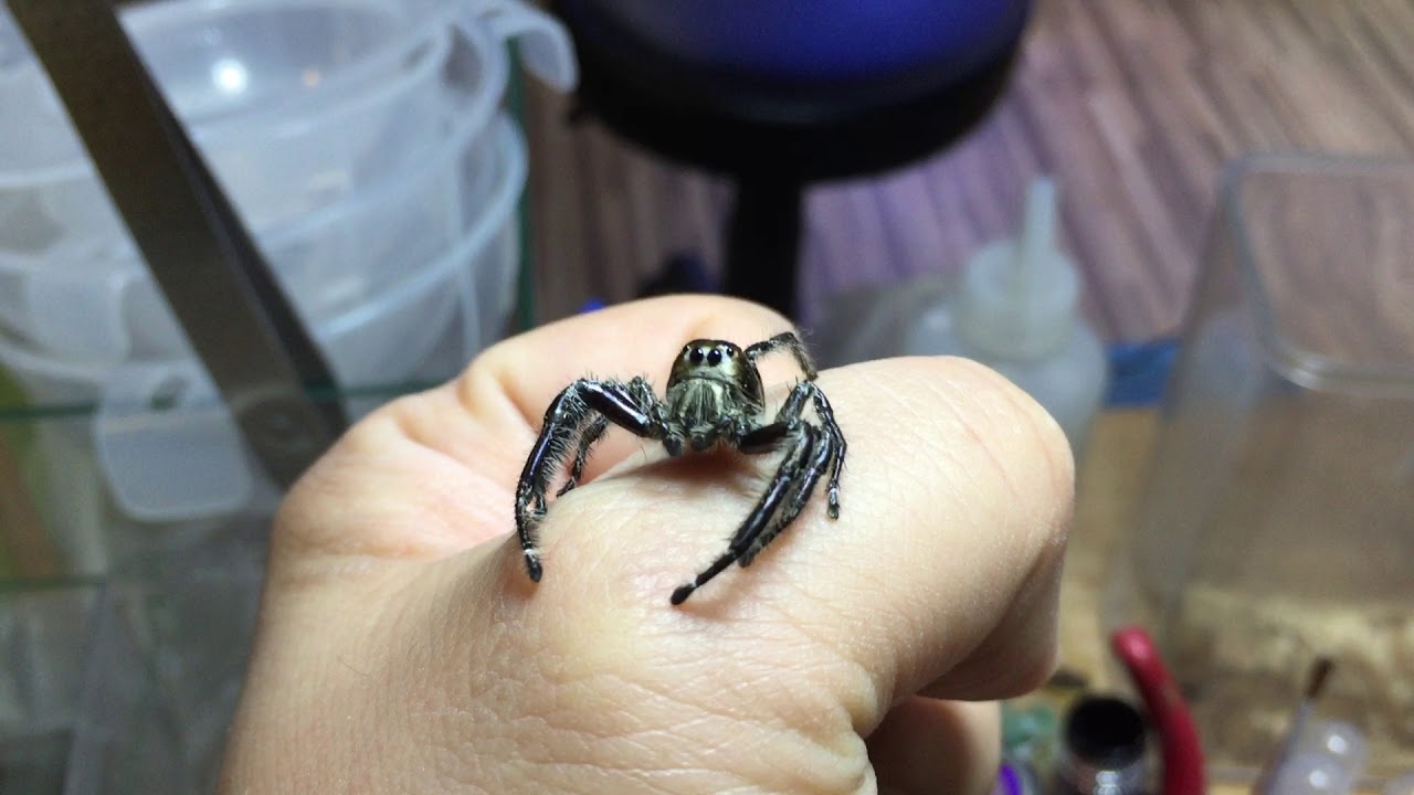 FAIL: Pairing The *LARGEST* Jumping Spiders In The World!, 51% OFF