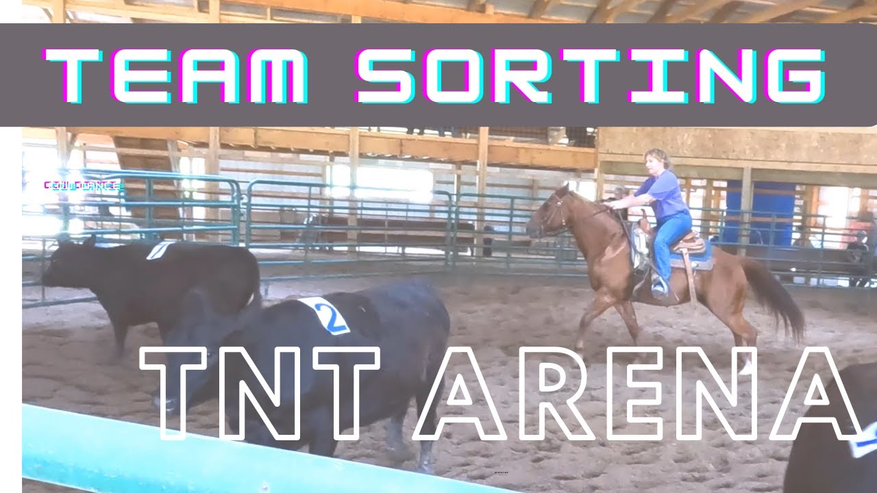 Ranch Sorting | TNT Arena, Lyons, MI - YouTube
